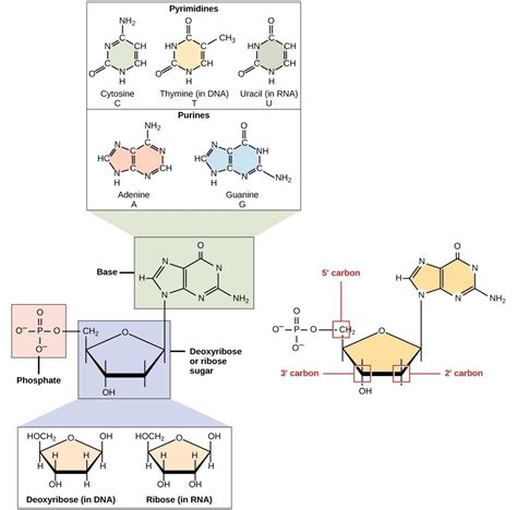 Chapter 4 Dna Structure And Function Introductory Biology I