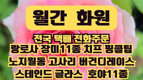 월간화원🌳전국택배 ☎전화주문 0104963 0054티앤랑로즈11종페인트그린 치프 스위트스노우헬레보루스신닌기아노지월동고사리버건디레이스퓨터레이스알로카시아아마조니카핑크