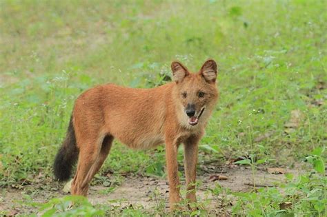Dhole Facts Habitat Diet Life Cycle Pictures And More