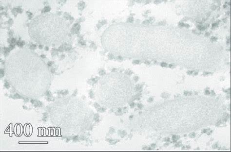 Comparison Of Core Loss Eels Spectra Of Cr Oxidation State Standards