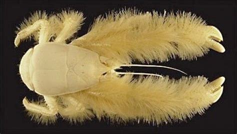 Facts About Yeti Crabs Hydrothermal Vents And Cold Seeps Criaturas Marinhas Estranhas