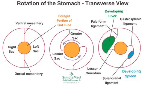 1 Development Of The Gastrointestinal Tract Simplemed Learning