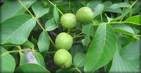 Mladi Orah Ljekovita Svojstva Agrosavjet