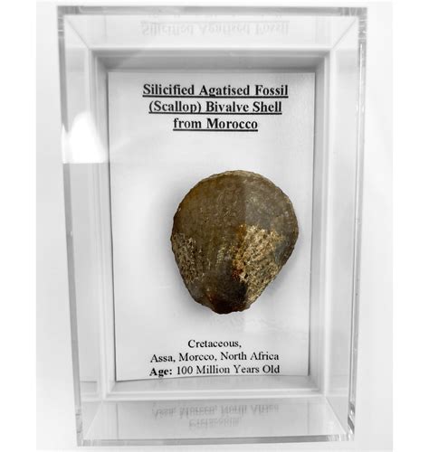 Fossils For Sale Fossils Silicified Agatised Fossil Scallop Bivalve Shell From Morocco