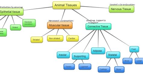 Cbse Papers Questions Answers Mcq Cbse Class 9 Biology Ch6