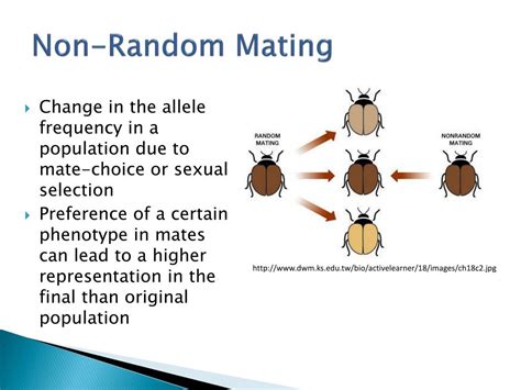 Ppt Genetics And Evolution Powerpoint Presentation Free Download