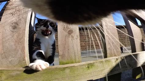 Cat Wearing Camera Meets An Unfriendly Stray Cat Youtube