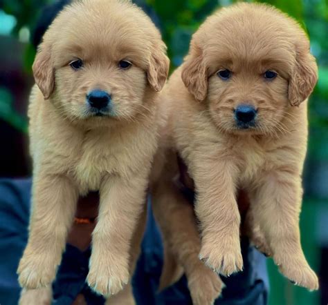 Golden Retriever Puppy Price In Mumbai Dec 2024 Golden Retriever