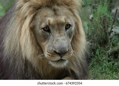 Close Photograph Male African Lion Stock Photo Shutterstock
