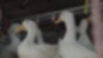 Cherry Valley Farms Group Pekin Duck Genetics