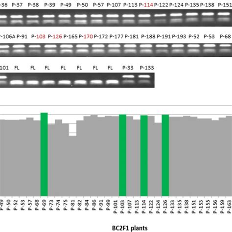 Marker Assisted Foreground Selection A And Background Selection Of Download Scientific