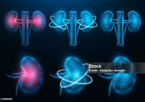 염증이있는 병든 신장 건강한 신장 및 신장 기능의 회복에 대한 다각형 벡터 일러스트 레이 션 세트 내부 장기 낮은 폴리 디자인 비뇨기과 또는 신장학 의료 배너 템플릿 콩팥