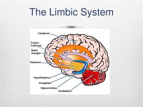 Ppt Chapter 2 Powerpoint Presentation Free Download Id 640077