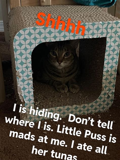 Treat Demand Rlolcats