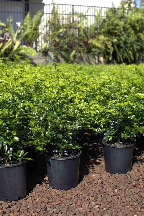 Murraya Paniculata Mock Orange Local Botanist