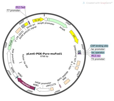 Addgene Plenti Fra1 Addgene Plenti Fra1