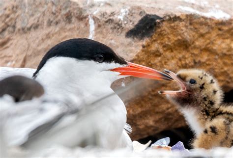 Manmade Common Tern Breeding Platform On Behance