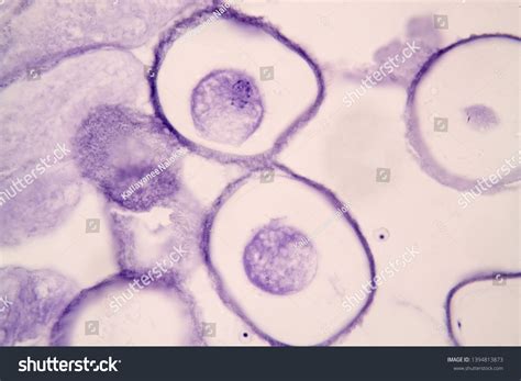Real Animal Cell Under Microscope Animal Cell An Overview