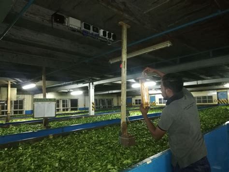 Utilize Iot Technologies To Enhance Tea Manufacturing Process Quality