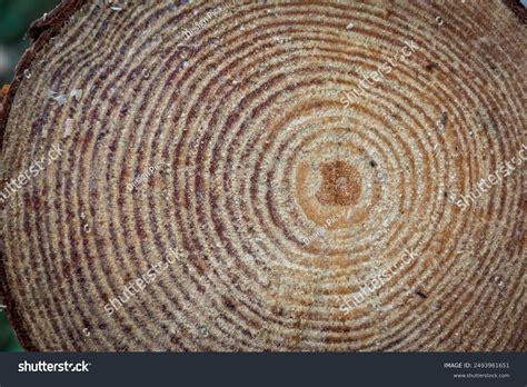 Tree Line Cut Out Royalty Free Images Stock Photos Pictures Shutterstock