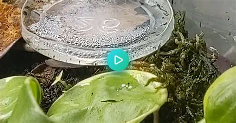 Dart Frog Enjoying A Bath And Trying To Entice A Mate Album On Imgur