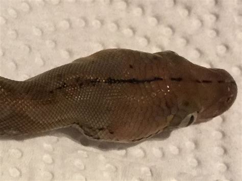 Reticulated Python Identification Reticulated Pythons Morphmarket Reptile Community