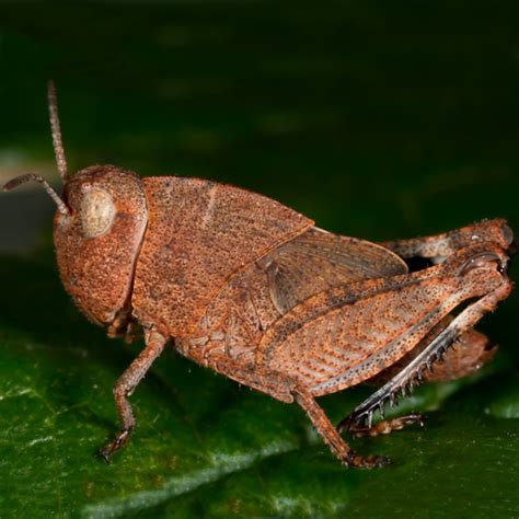 Unknown Grasshopper Arphia Bugguidenet