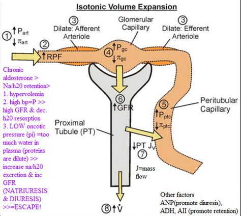 Hyperaldosteronism Flashcards Quizlet