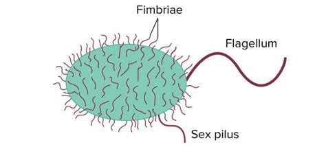Image Result For Pili Fimbriae Flagella Draw Diagram Diagram Function Diagram
