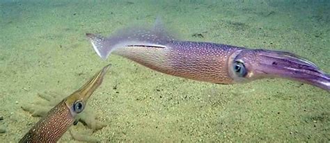 Underwater Pile Driving Noise Causes Alarm Responses In Squid