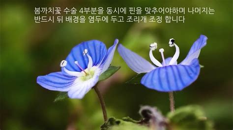 봄을 기다리는 야생화 촬영 Youtube