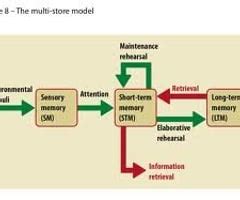Multi store model of memory Flashcards | Quizlet