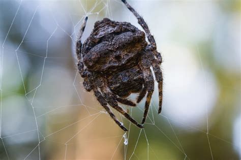 Darwins Bark Spider I Believe This Is Caerostris Darwini Flickr