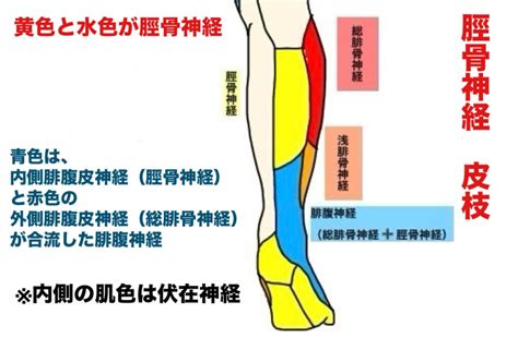 神経シリーズ第12回（下肢編）坐骨神経3（脛骨神経） 福島モアイの手技療法記＋α