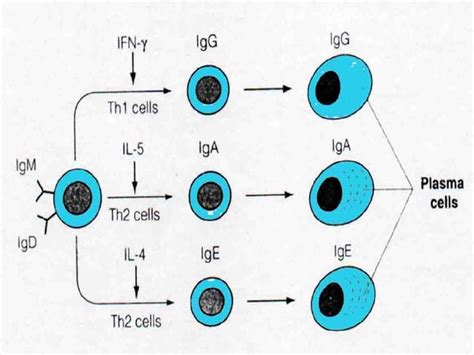 B Cell Immunodeficiency Done By My Lord Jesus Ppt