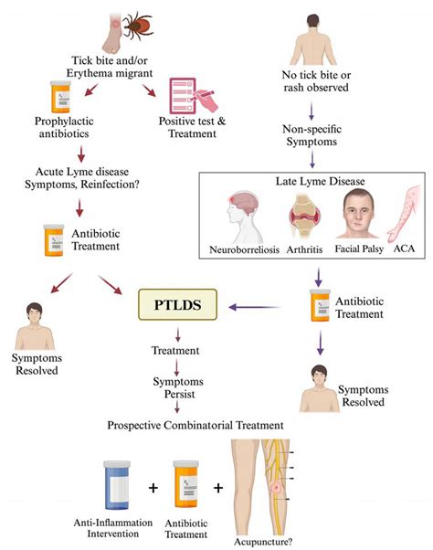 Erythema Migrans Treatment