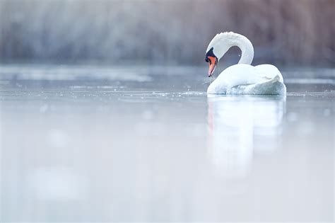 The Swan on Behance