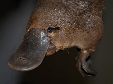Platypus Symbolism A Message Spirit Animal Totems