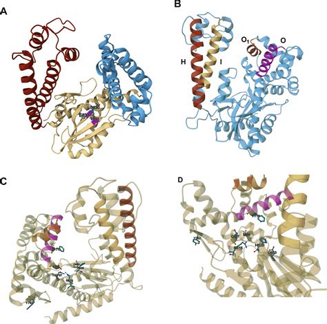 Bst Polymerase — A Humble Relative Of Taq Polymerase Computational