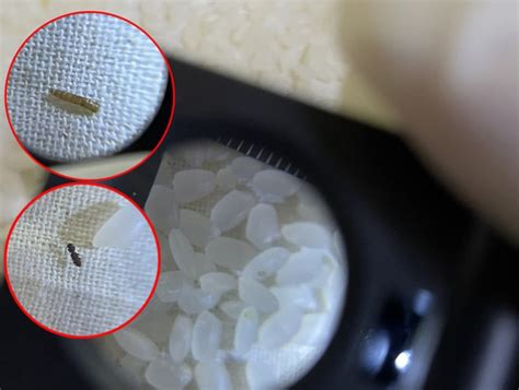 ГЕГ Хяналт шалгалтаар импортоор орж ирсэн 171 45 тонн цагаан будаанаас шавж илэрчээ E Mn