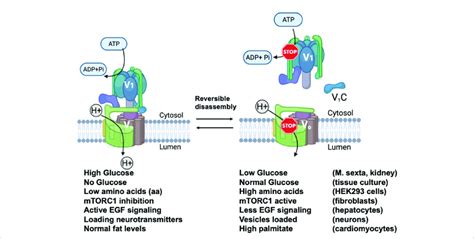 Reversible Disassembly Of V Atpases In Mammalian Cells Diagram Showing Download Scientific