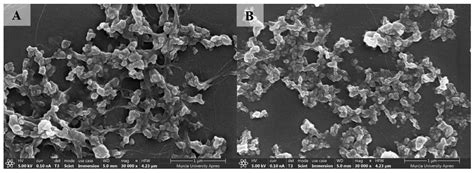 Synthesis Of Cellulose Nanoparticles From Ionic Liquid Solutions For