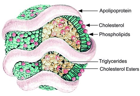 3 Schematic Diagram Illustrating The LDL Particle Which Is The Main Download Scientific