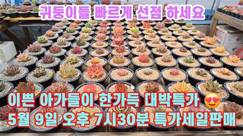 캉캉다육 5월9일 목요일 7시30분 이쁜 아가들이 한가득 특별 할인판매 오늘도 귀둥이들이 한가득 서두르세요 묵둥이 귀둥이 선별종 창 캉캉다육 달콤한총각다육