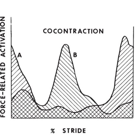 14 Sex Differences For Percent Co Contraction Of Quadriceps And Download Scientific Diagram