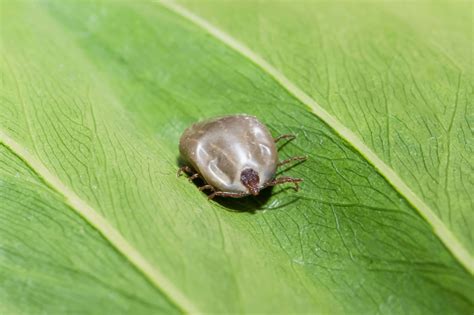 Download Big Tick Crawling On Leaf Pictures