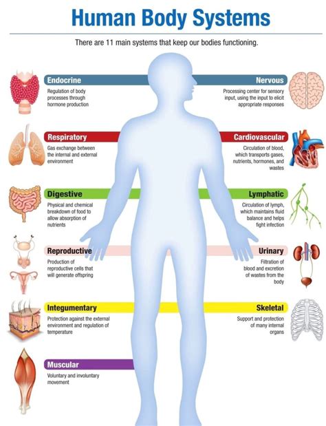 Graph Diagram Human Anatomy Diagrams
