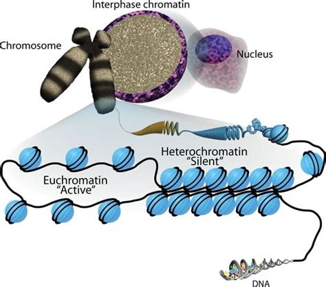 Nucleus Structure Function Teachmephysiology
