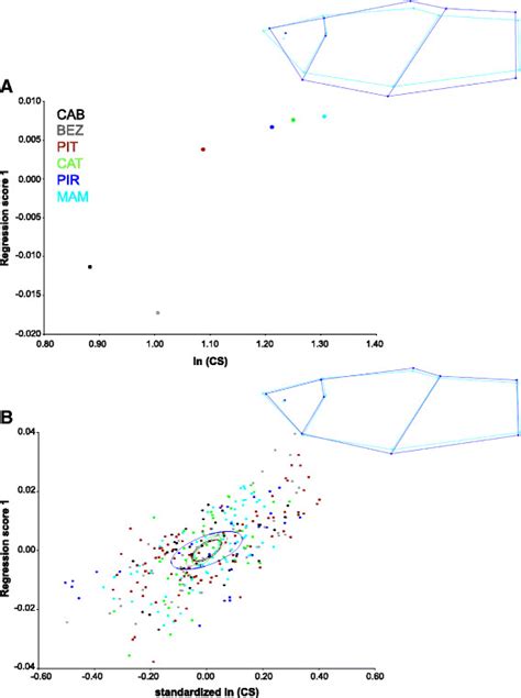 Evolutionary And Pooled Within Population Allometry In Male Body Shape