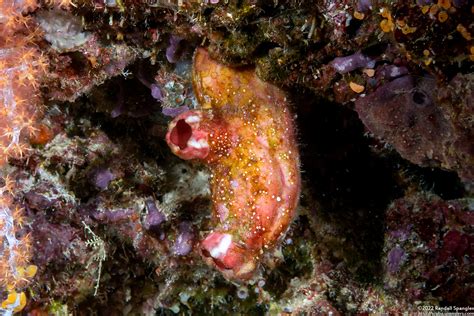 Herdmans Sea Squirt Herdmania Momus Spanglers Scuba